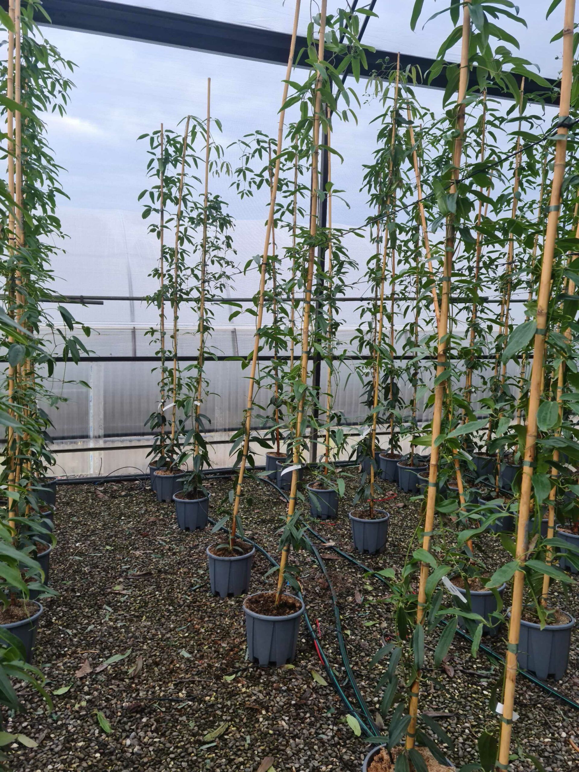 CLEMATIS armandii 'Snowdrift'