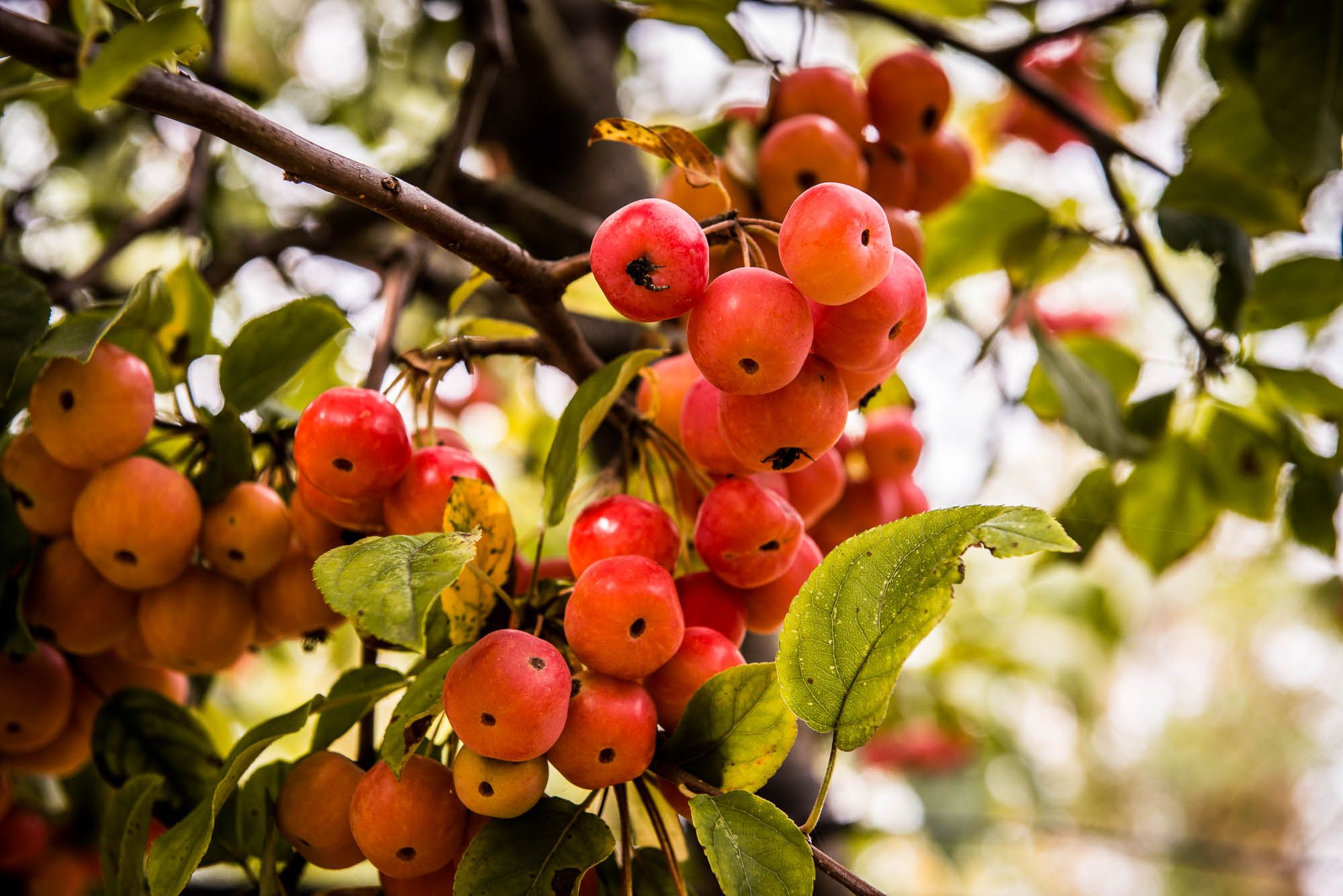 MALUS x robusta 'Red Sentinel'