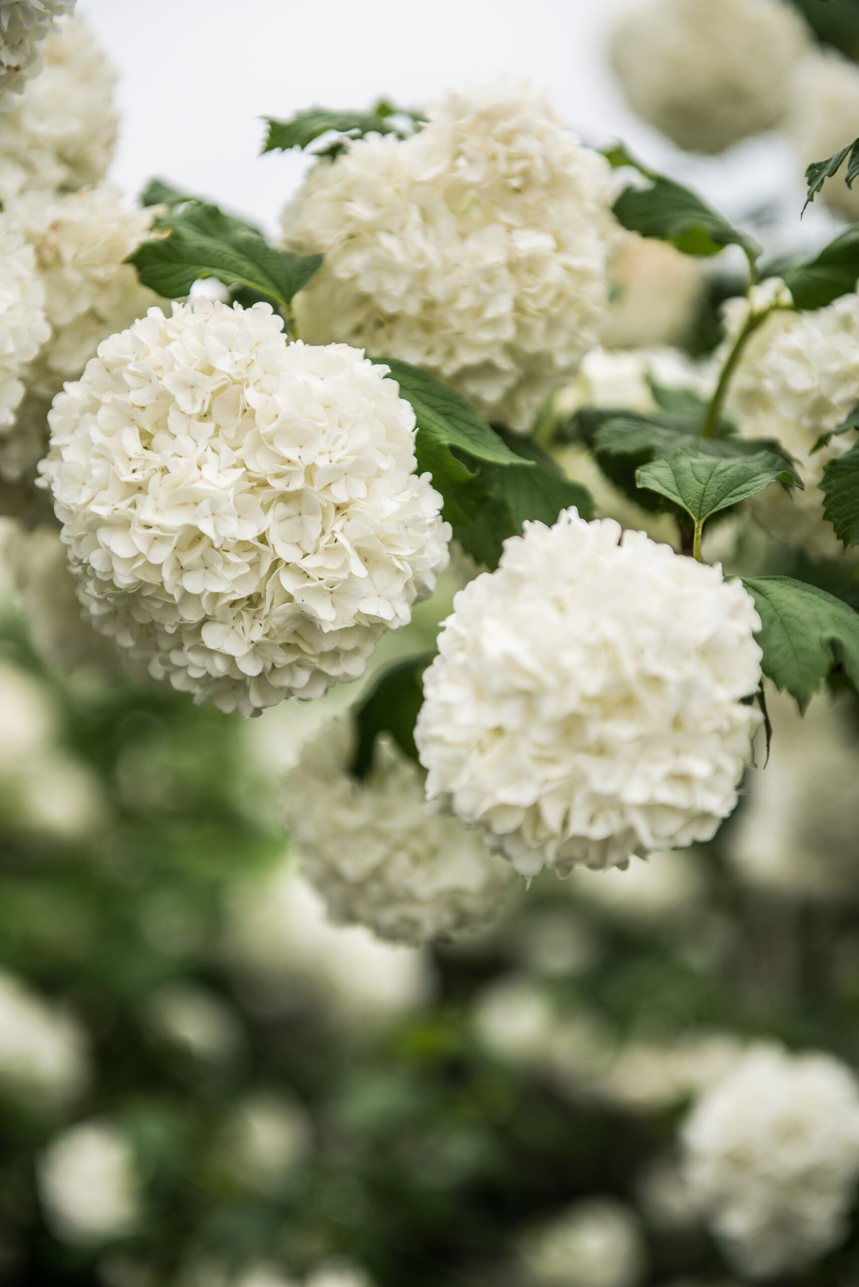 VIBURNUM opulus 'Roseum'