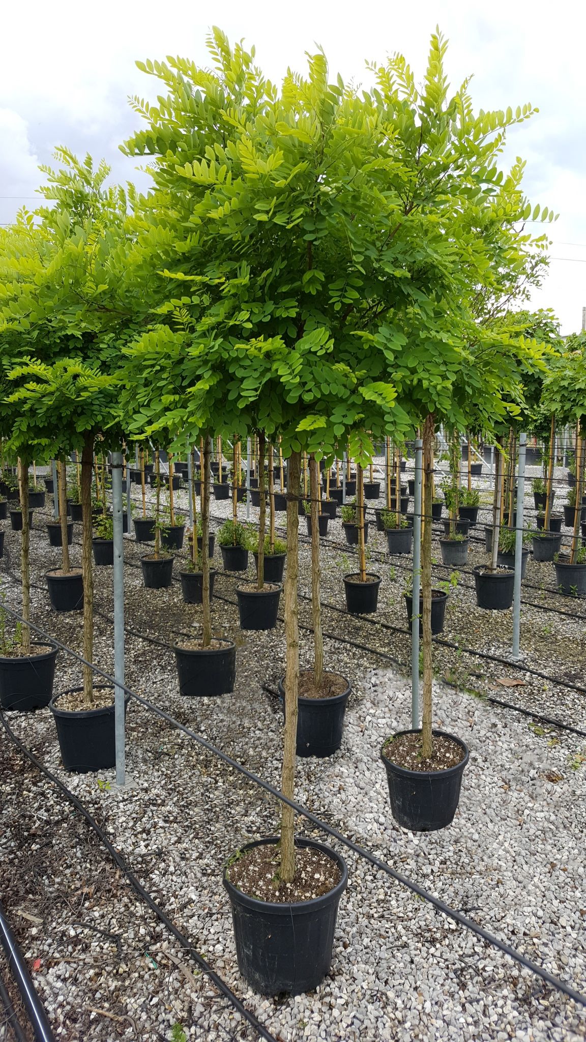 ROBINIA pseudoacacia 'Umbraculifera'