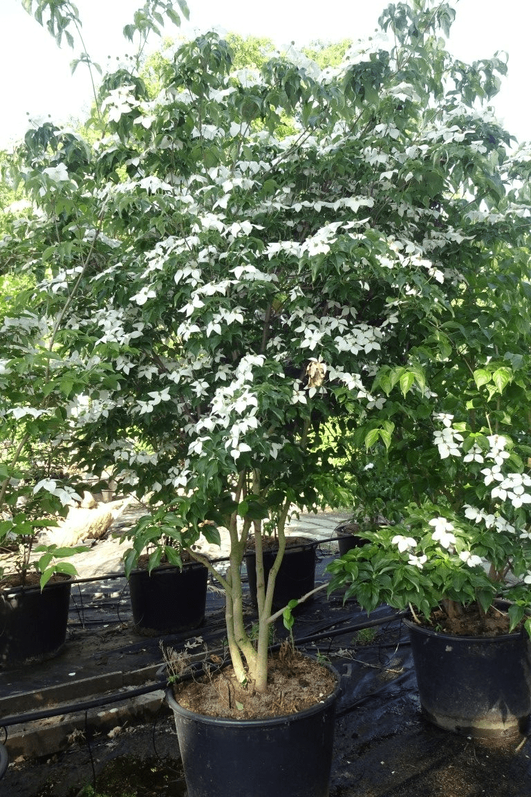 CORNUS kousa 'Chinensis'