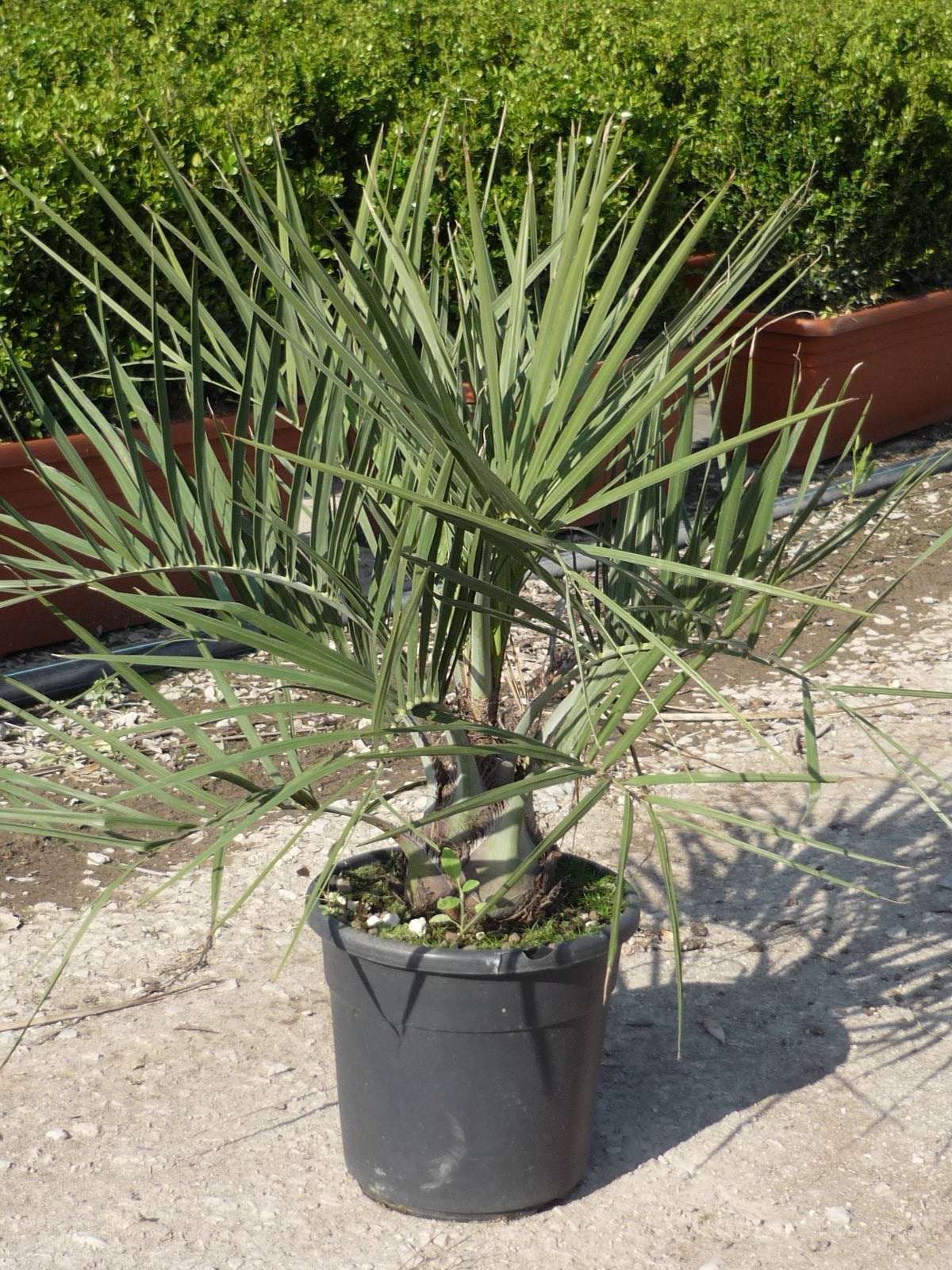 BUTIA capitata