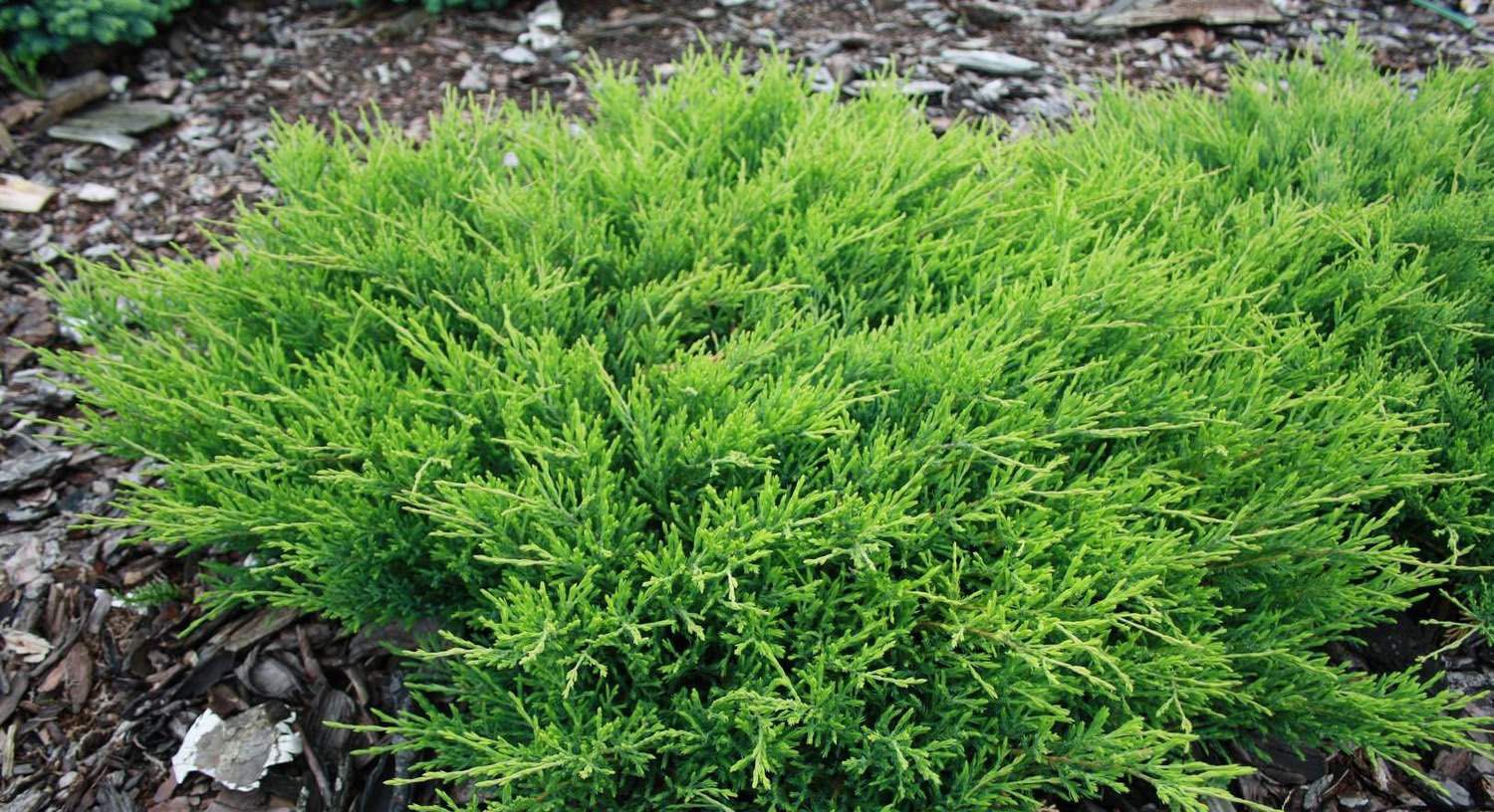 JUNIPERUS horizontalis 'Andorra Compacta'