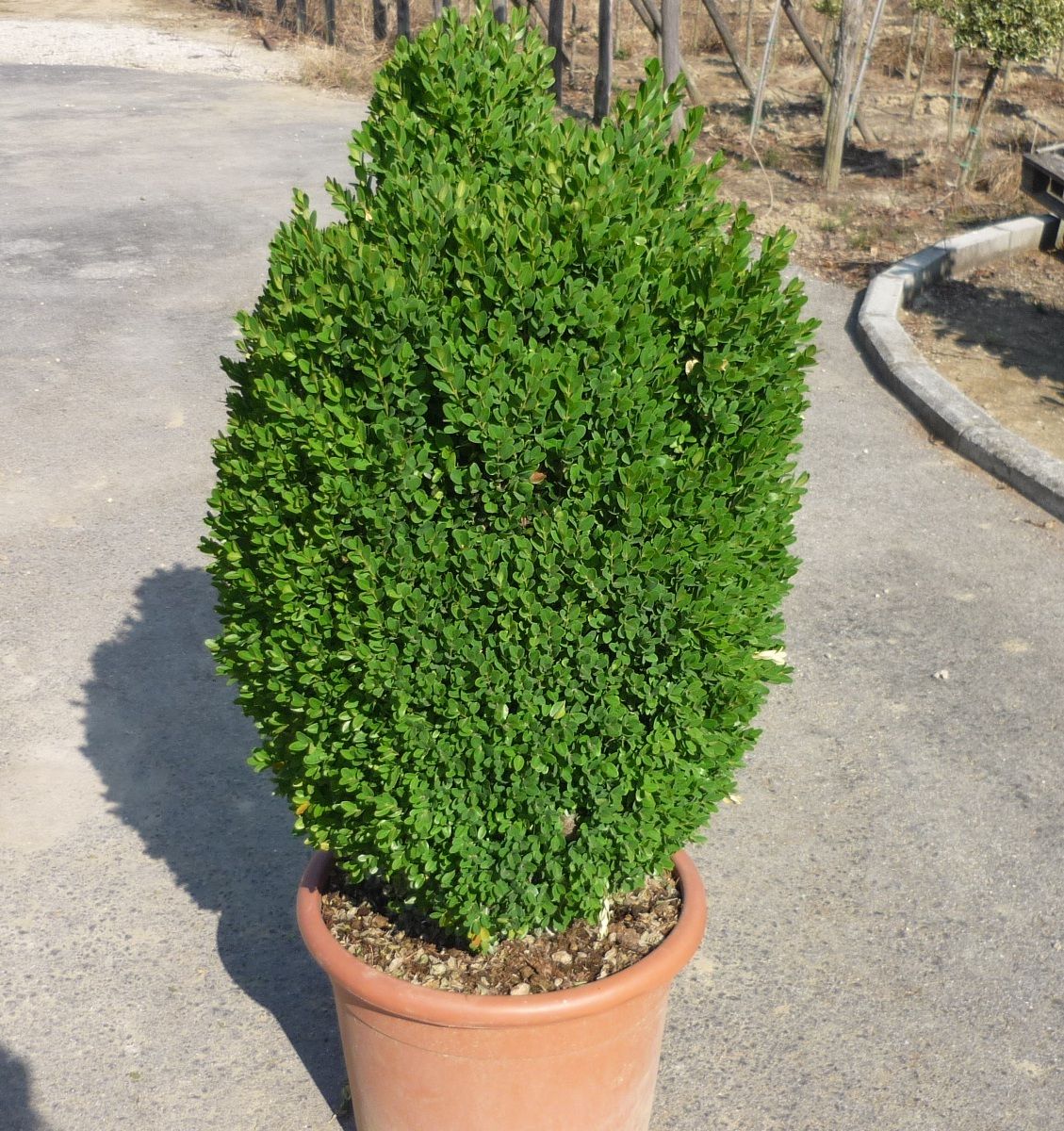 BUXUS sempervirens 'Suffruticosa'